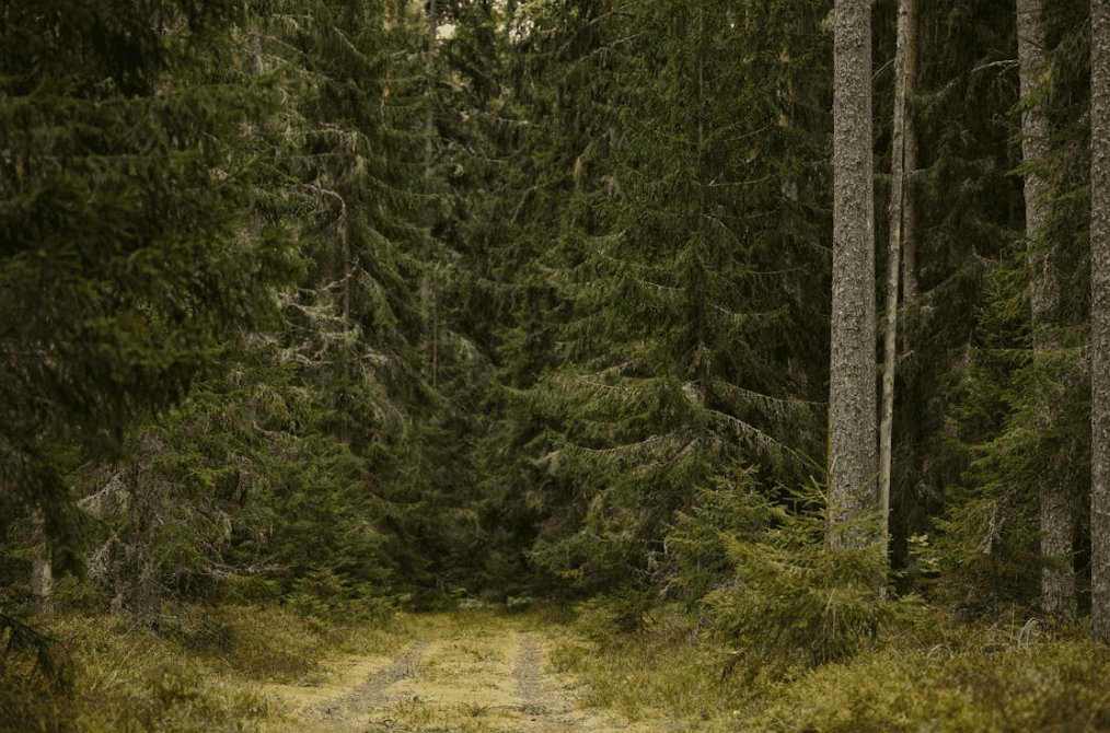 Soorten hout - Meplax